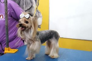 Peluquería Canina para Yorkshire Terrier | ZBrain Escuela de Veterinaria